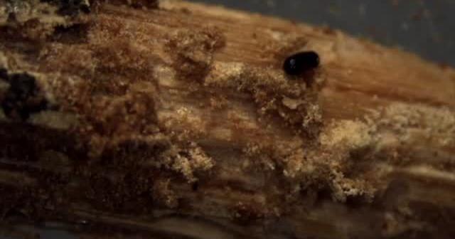 Bark beetle found on Saipan 70 years ago resurfaces on Guam | Local ...