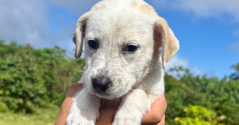 GAIN Pets of the Week: Meet the ones in need of fur-ever home ...
