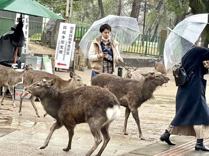 Nara: Japan's ancient capital where deer roam freely | | guampdn.com