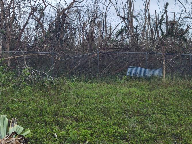 "We are very lucky": Pets from local animal shelter safe after typhoon ...