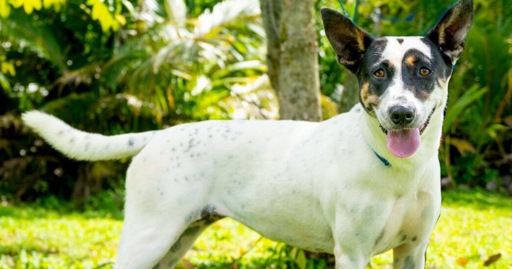 GAIN Pets of the Week | Lifestyle | guampdn.com