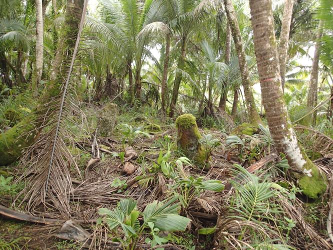 Lotz: Work with the Navy to protect our heritage | Opinion | guampdn.com