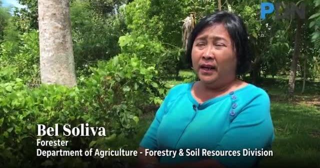 Cutting ifit trees for military construction 'a loss' | Local News ...