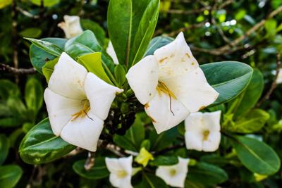 Biba Mes CHamoru: Guam Museum | Lifestyle | guampdn.com