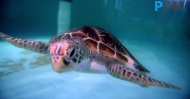 Green sea turtle found with spear wounds nursed back to health | Local ...