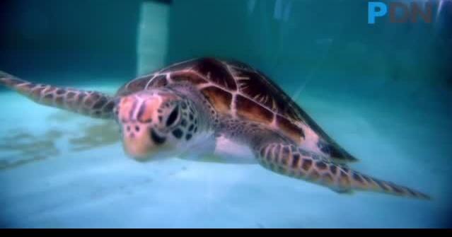 Green sea turtle found with spear wounds nursed back to health | Local ...