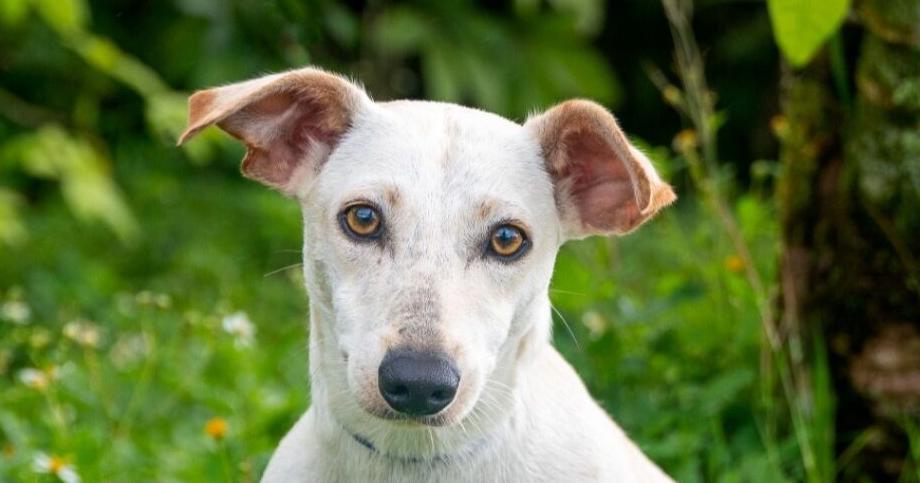 GAIN Pets of the Week | Lifestyle | guampdn.com