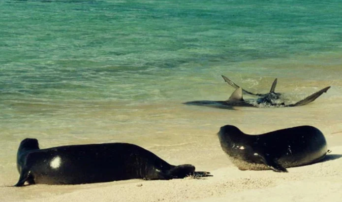 How shark ‘turf wars’ affect seabird nesting in Hawaii | National News ...