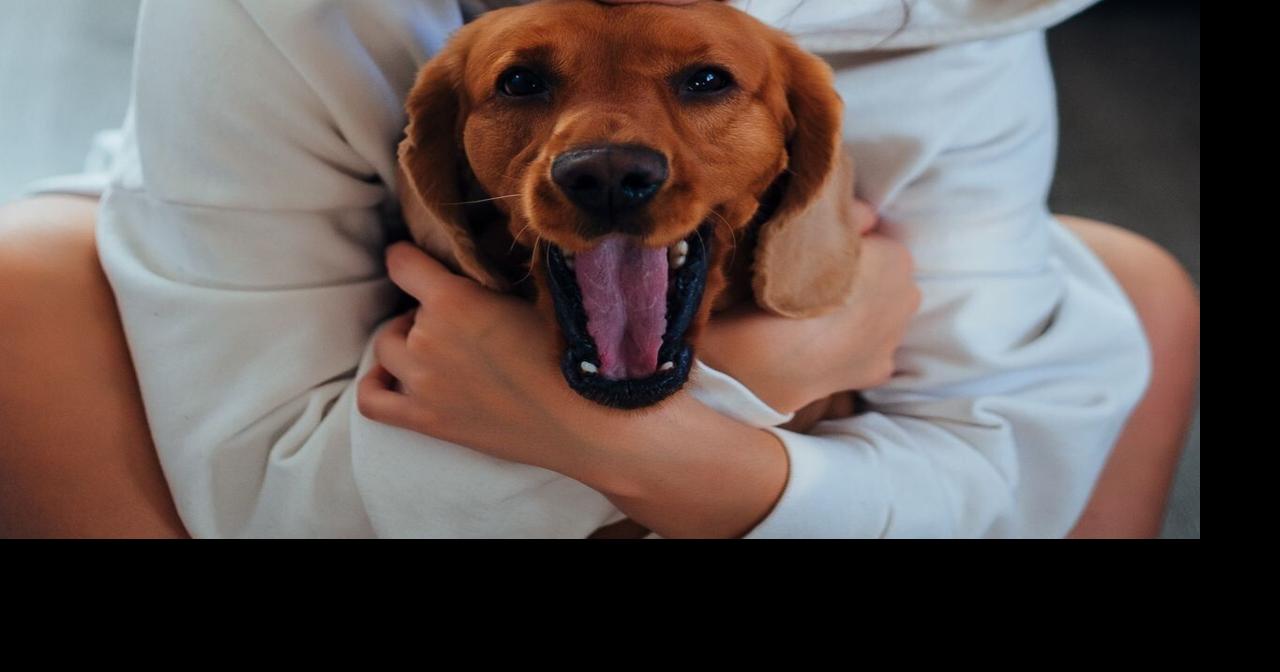 Does cuddling cats or dogs actually ease anxiety? | Wellness | guampdn.com