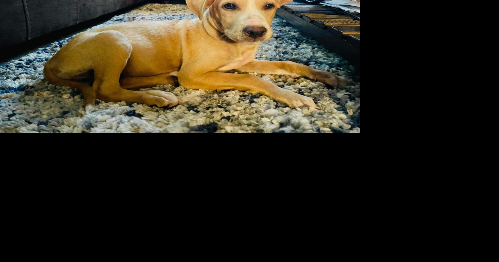 Pets of the Week from Guåhan Paws for Pets | Lifestyle | guampdn.com