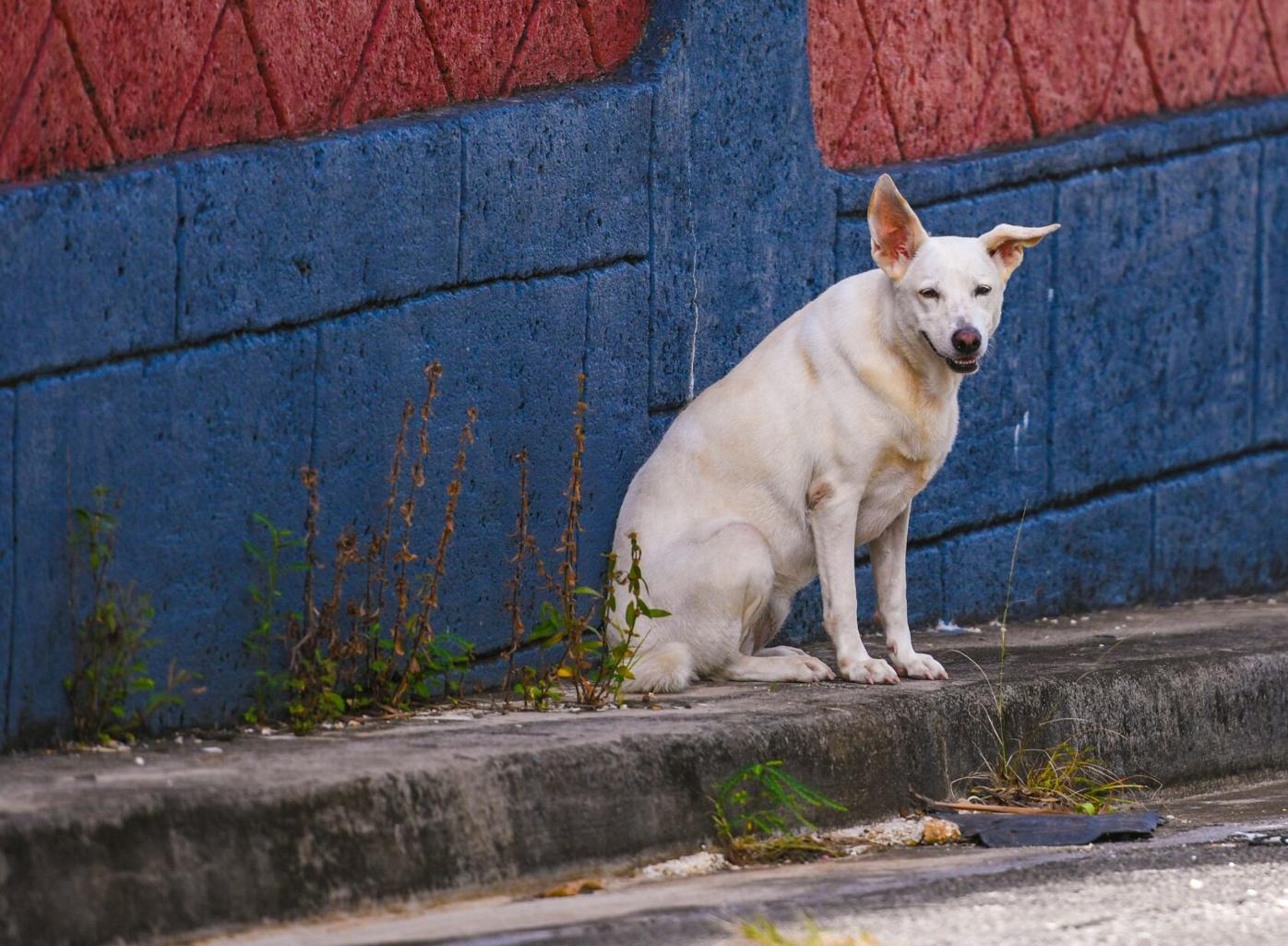 Stray dogs, cats taken off the street with roundup | Local News ...
