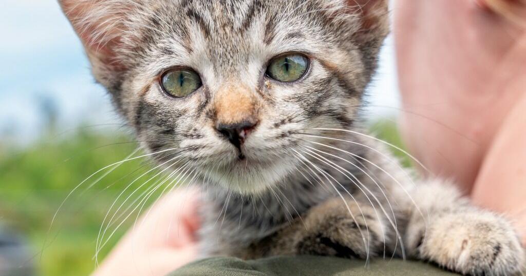 GAIN Pets of the Week | Lifestyle | guampdn.com