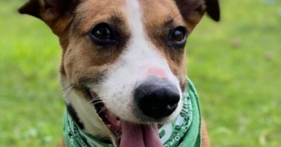 GAIN Special Pets of the Week | Lifestyle | guampdn.com
