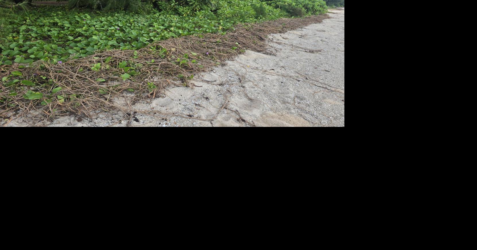 Stories Rooted in Nature: Beach vines roll up their sleeves during ...