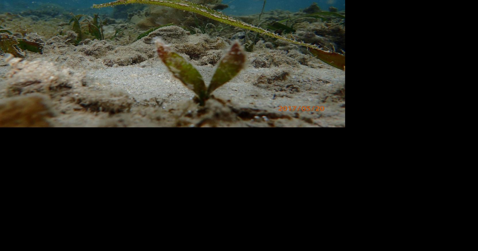 crocodile pipefish