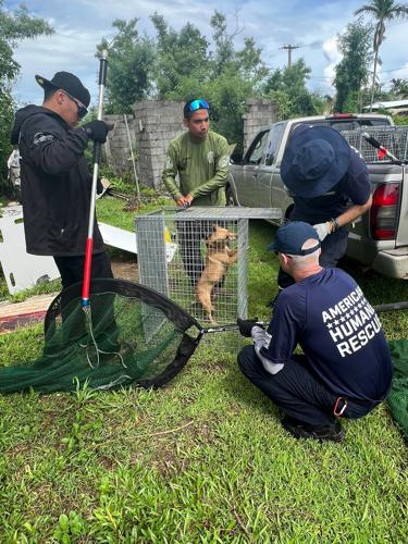 Department of Agriculture Animal Health Division partners with American ...