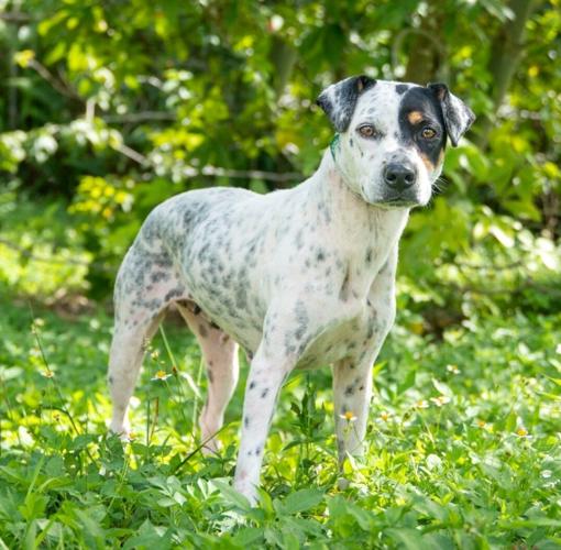 GAIN Pets of the Week | | guampdn.com