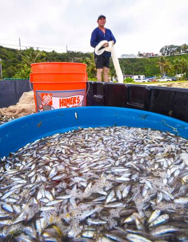 Researchers study Guam mañahak movements | Lifestyle | guampdn.com