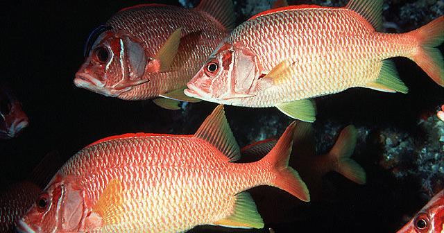 UOG's Donaldson co-authors paper on fish that communicate with sound ...