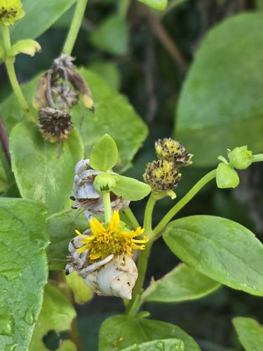 Dukduk feast on masiksik beach flowers | Lifestyle | guampdn.com