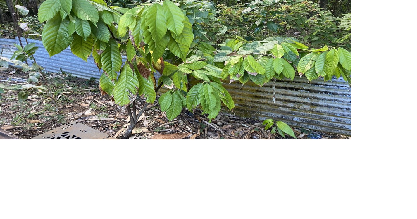 Kakáo tree | Lifestyle | guampdn.com