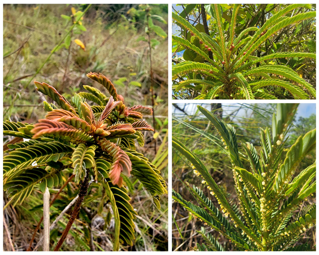 Endangered Species Series: Phyllanthus saffordii, the rusty-colored ...