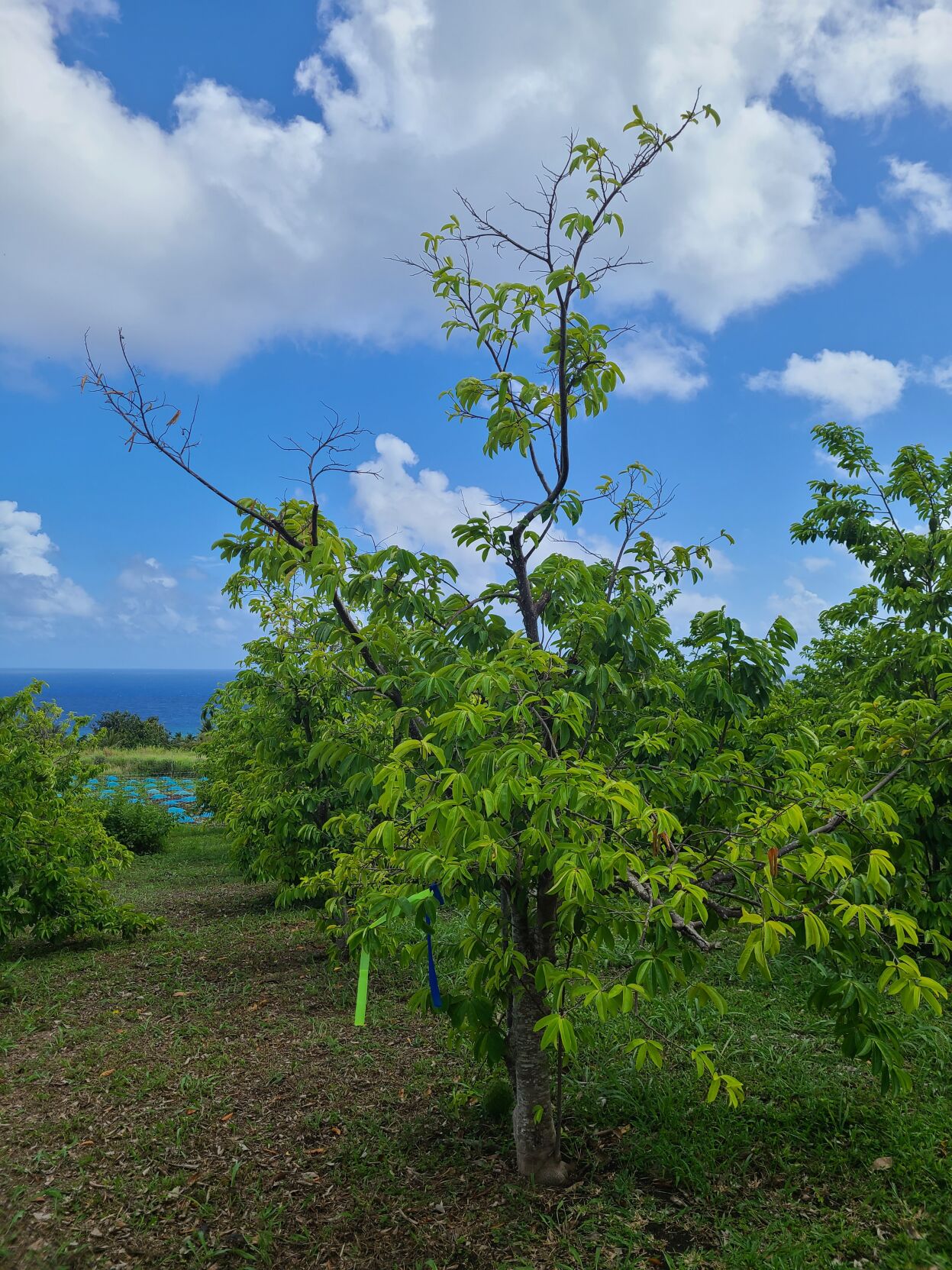 Bacterial Wilt Threatens Ironwood Fruit Trees Across Western Pacific Lifestyle