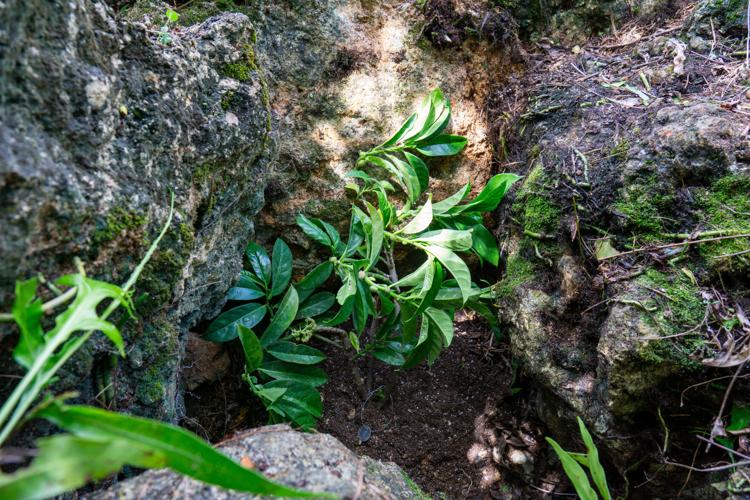Marines plant trees for Mariana eight-spot butterfly at firing range ...