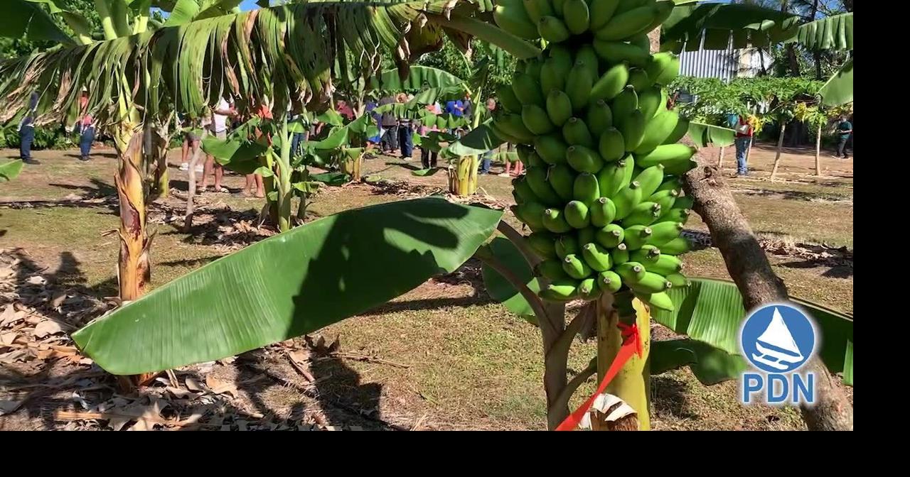 WATCH: UOG experts offer tips on growing one's own bananas | Multimedia ...