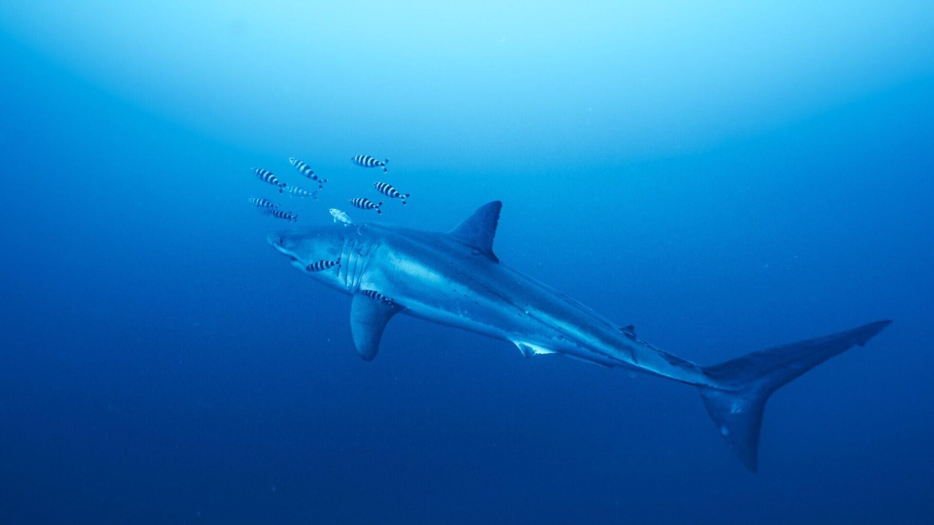 Divers come face to face with great white shark for first time ...