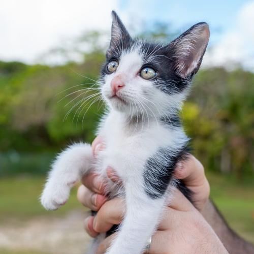 GAIN Pets of the Week | Lifestyle | guampdn.com