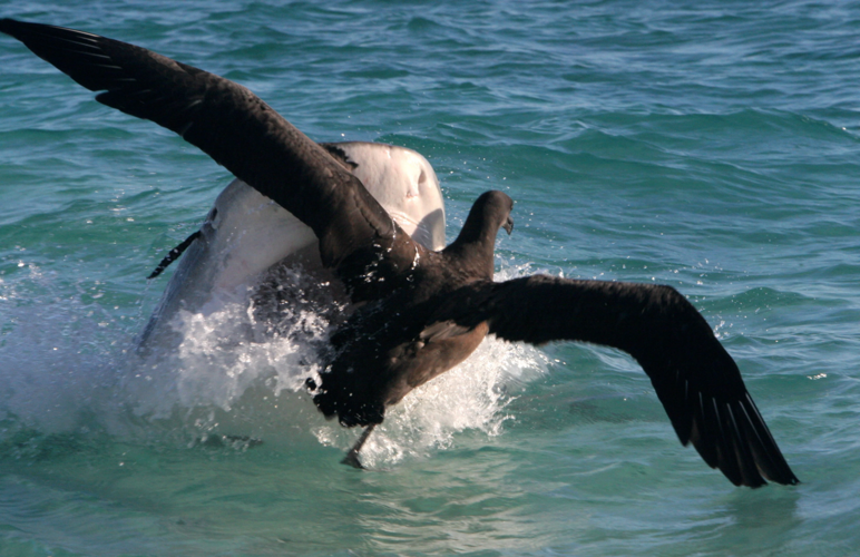 How shark ‘turf wars’ affect seabird nesting in Hawaii | National News ...