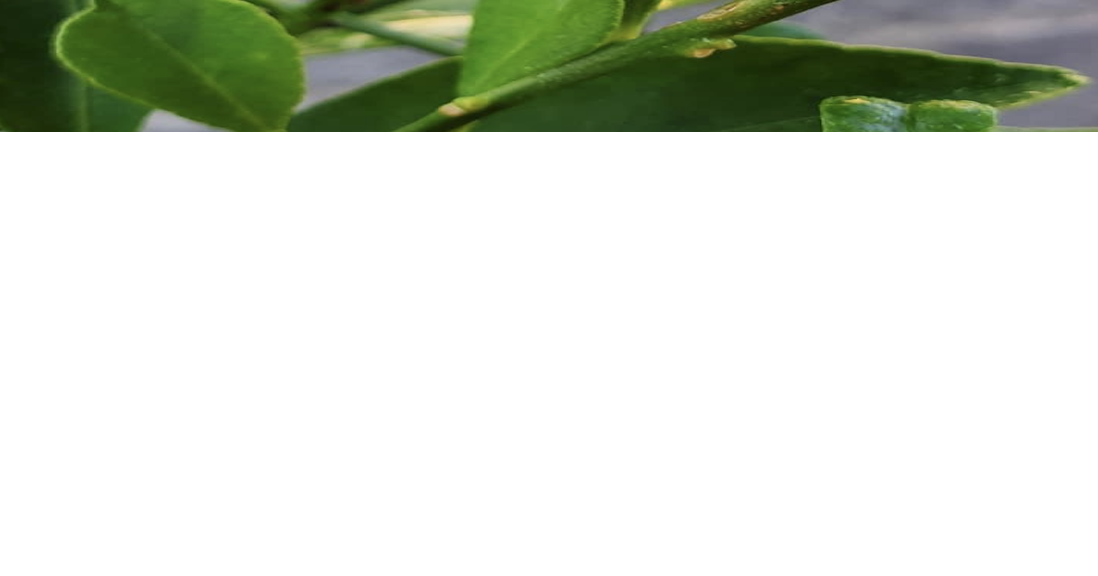 Tips for managing insect pests | Lifestyle | guampdn.com