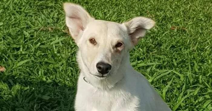 Pets of the Week from Guåhan Paws for Pets | Lifestyle | guampdn.com