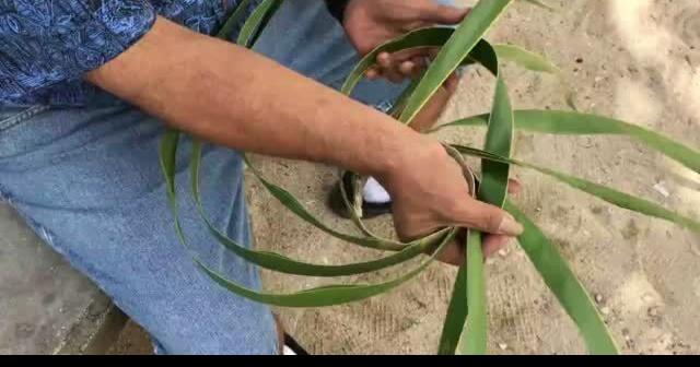 Chamorro teacher Joe "Dågu" Babauta keeps weaving tradition alive ...