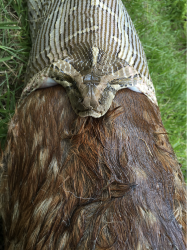 Brown tree snakes from Guam used in national study on 2 invasive ...