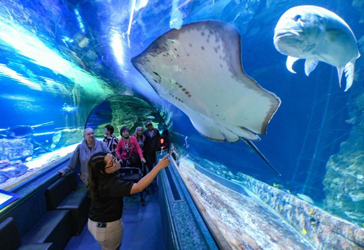 Guma Trankilidat manåmko' tour Aquarium of Guam | Multimedia | guampdn.com