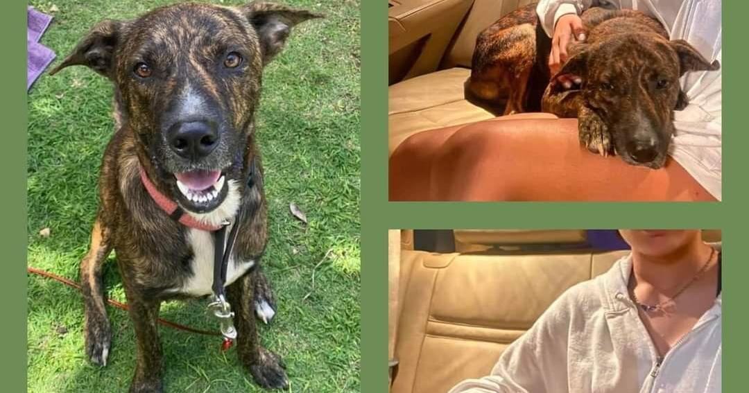 Pets of the Week from Guåhan Paws for Pets | Lifestyle | guampdn.com