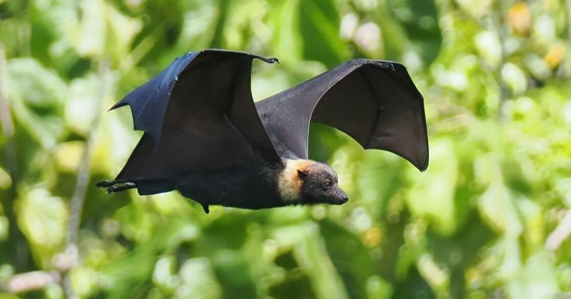 UOG seeks input on Guam wildlife action plan | News | guampdn.com