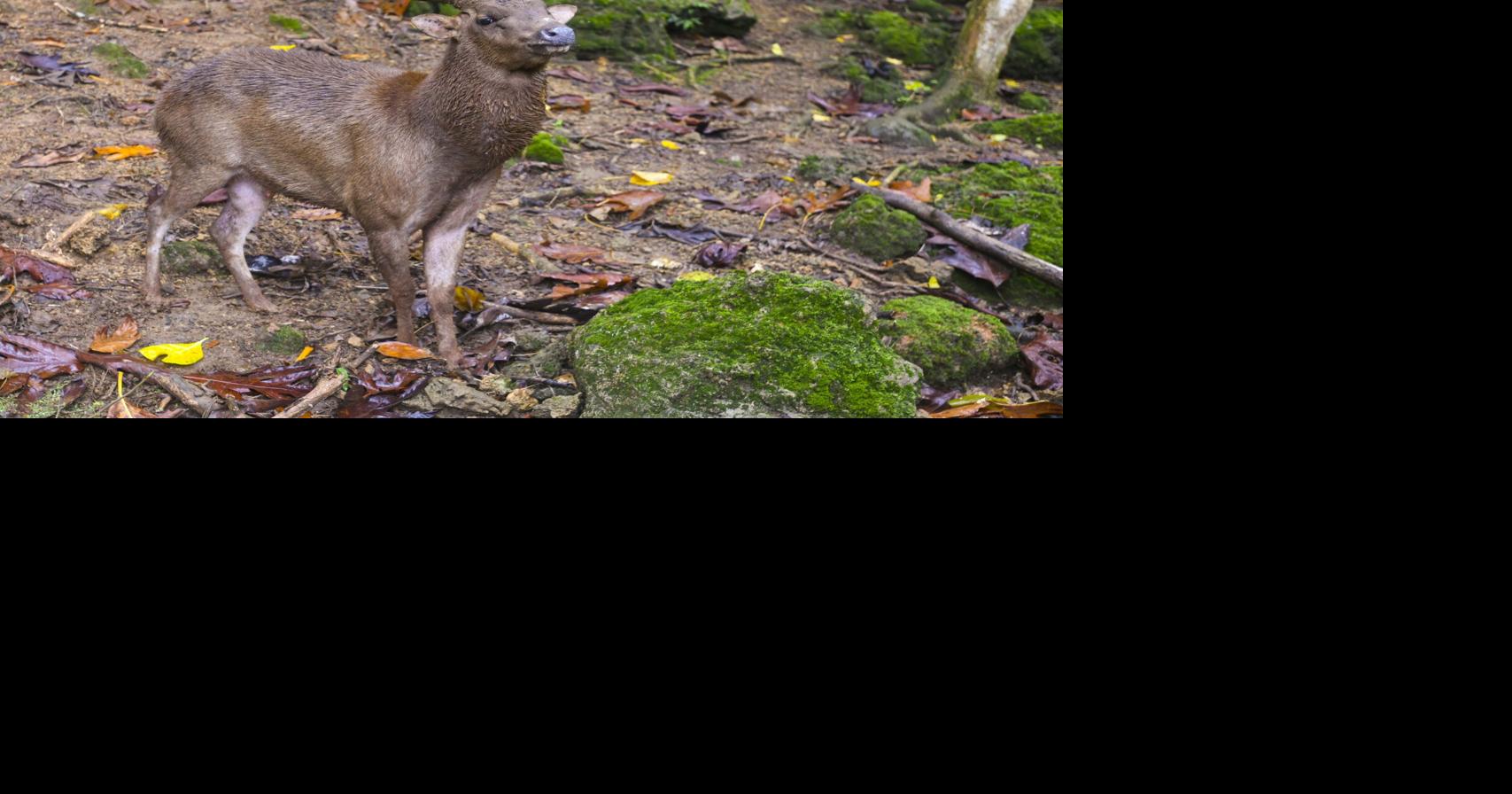 Bill would allow deer to be kept as livestock | News | guampdn.com