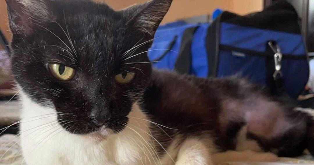 Pets of the Week from Guåhan Paws for Pets | Lifestyle | guampdn.com