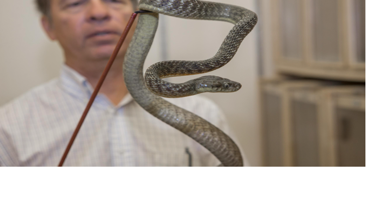 Brown tree snakes from Guam used in national study on 2 invasive ...