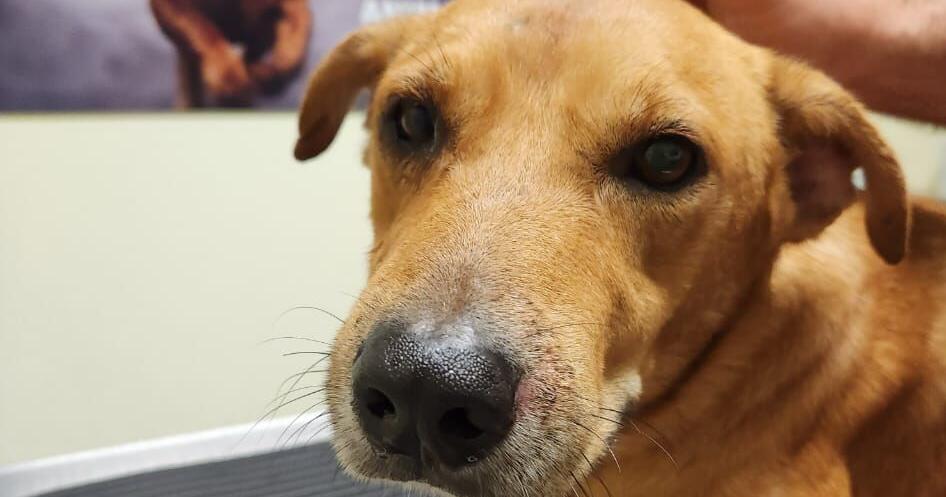Pets of the Week from Guåhan Paws for Pets | Lifestyle | guampdn.com