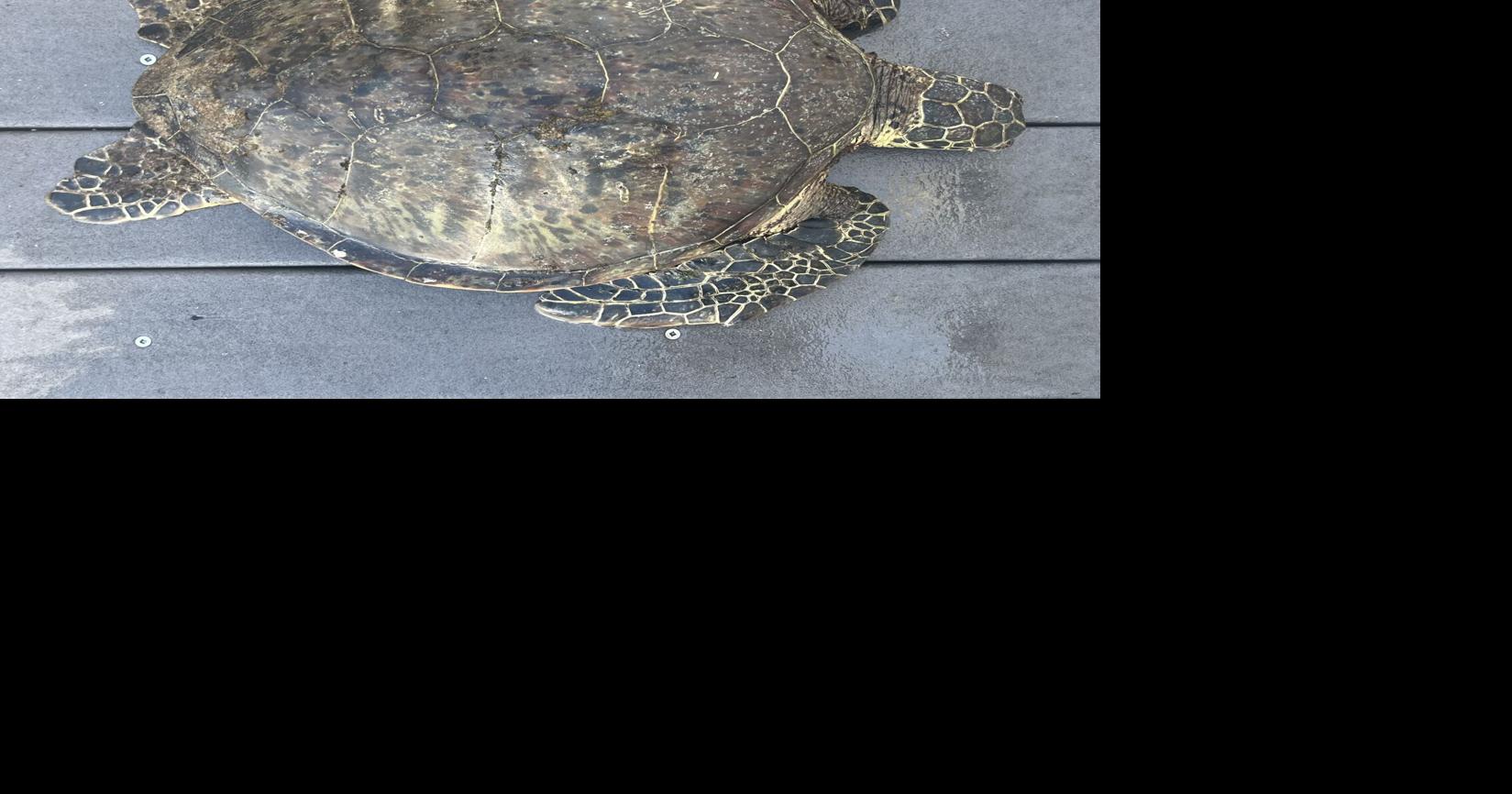 Conservation officers arrest man for alleged green sea turtle poaching ...