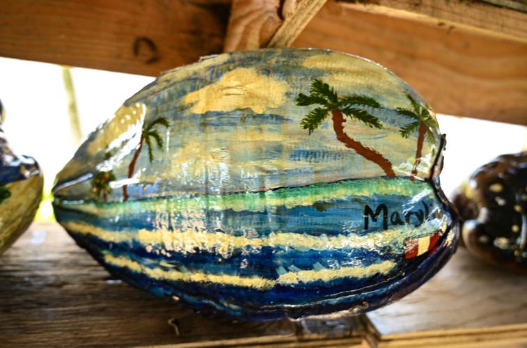 Coconut tree for the holiday season in Malesso' | Multimedia | guampdn.com