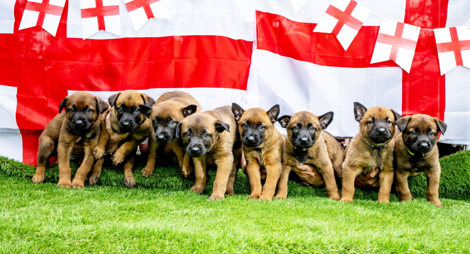 New police puppy recruits named after World Cup stars | National News ...
