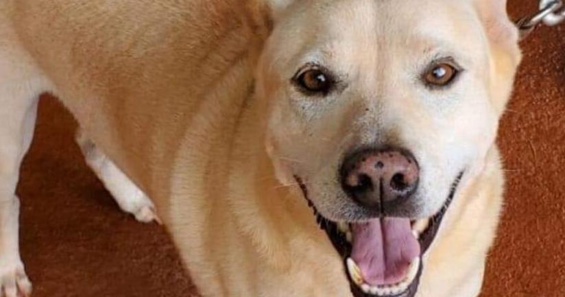 Pets of the Week from Guåhan Paws for Pets | Lifestyle | guampdn.com