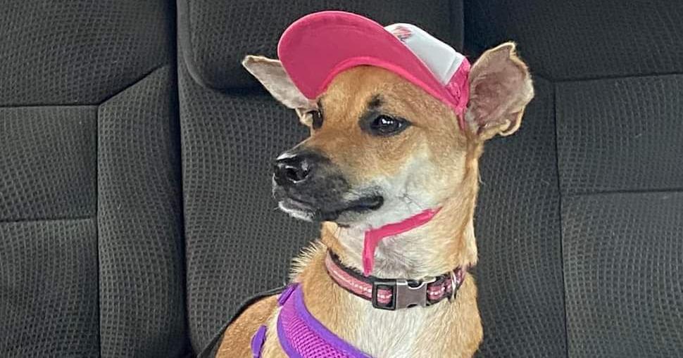 Pets of the Week from Guåhan Paws for Pets | Lifestyle | guampdn.com