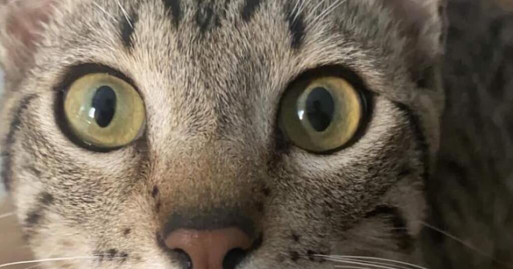 Pets of the Week from Guåhan Paws for Pets | Lifestyle | guampdn.com