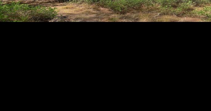 Boonie Stompers hike to Fouha Rock | Lifestyle | guampdn.com